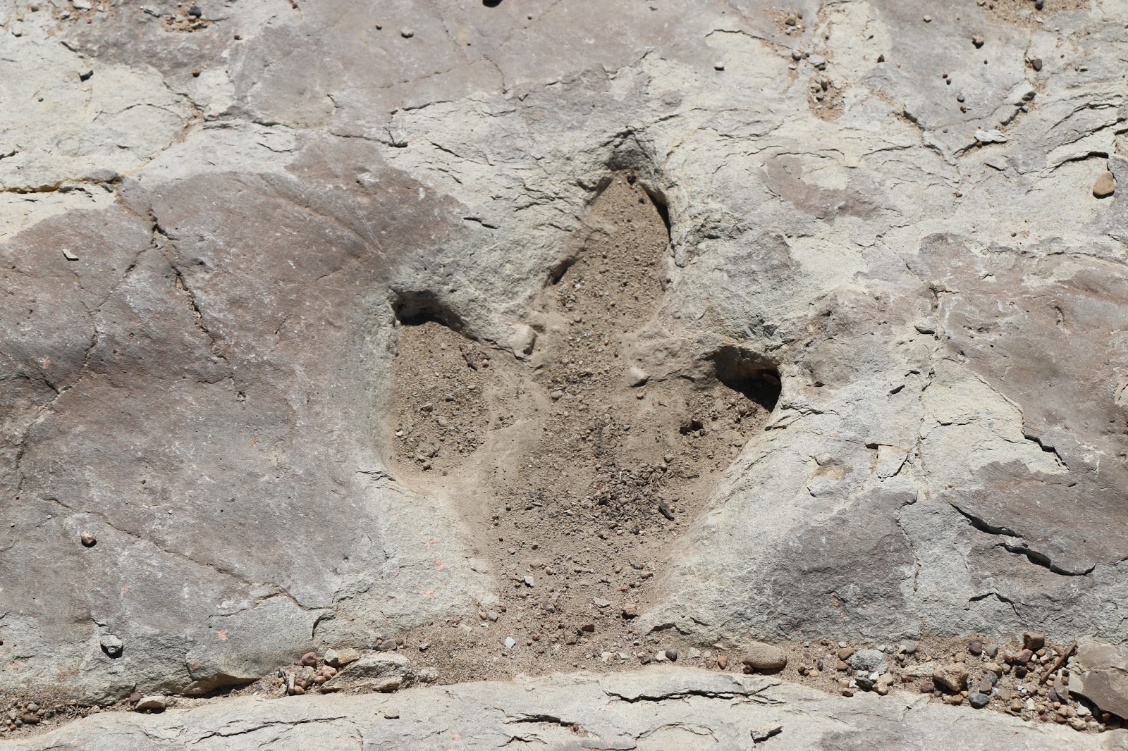 Dinosaur tracks Picketwire Canyon Colorado