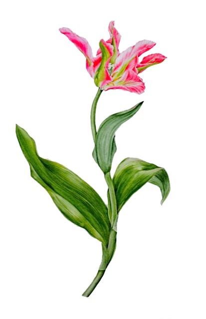 Rocky Mountain Society of Botanical Artists: What a great time we had!