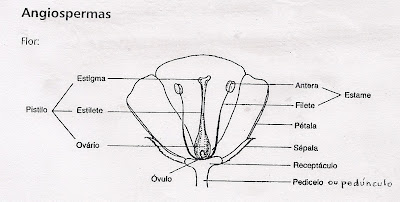 Cientistinhas2011: Angiospermae(Angiospermas -flores)