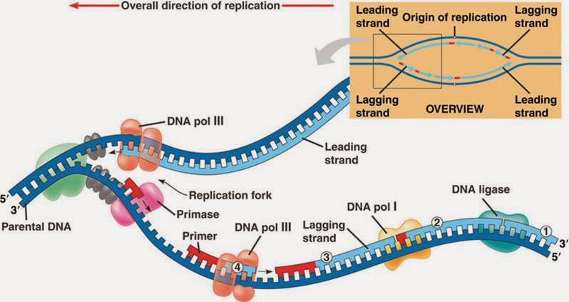 Honors Biology : 11/4 DNA Replication Enzymes