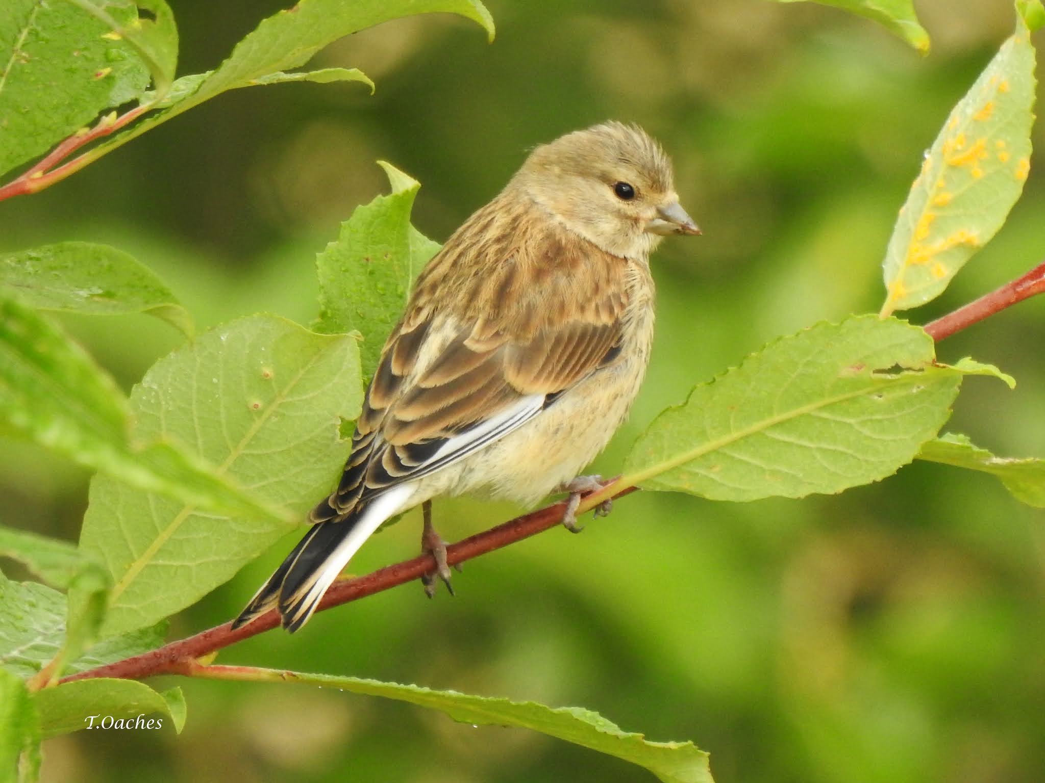PASARI DIN ROMANIA: CANEPAR (Pietrusel), Linaria cannabina