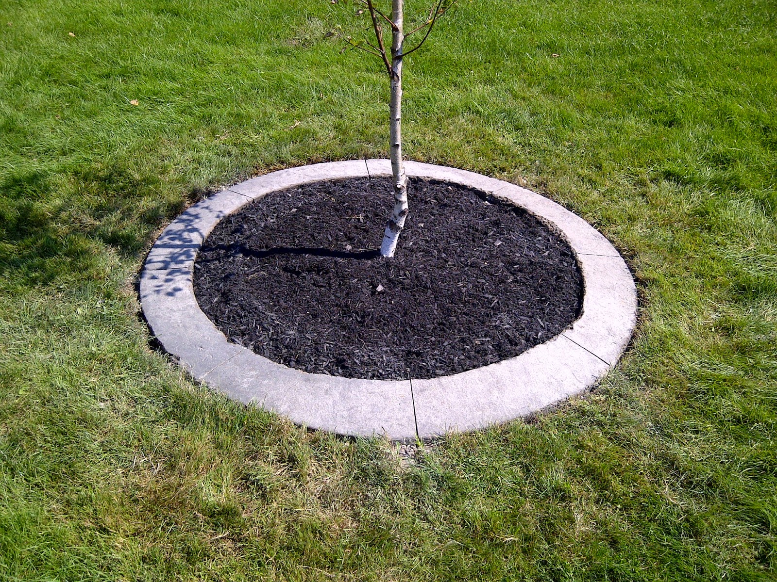 Another Day Another Project: Concrete Borders for Trees