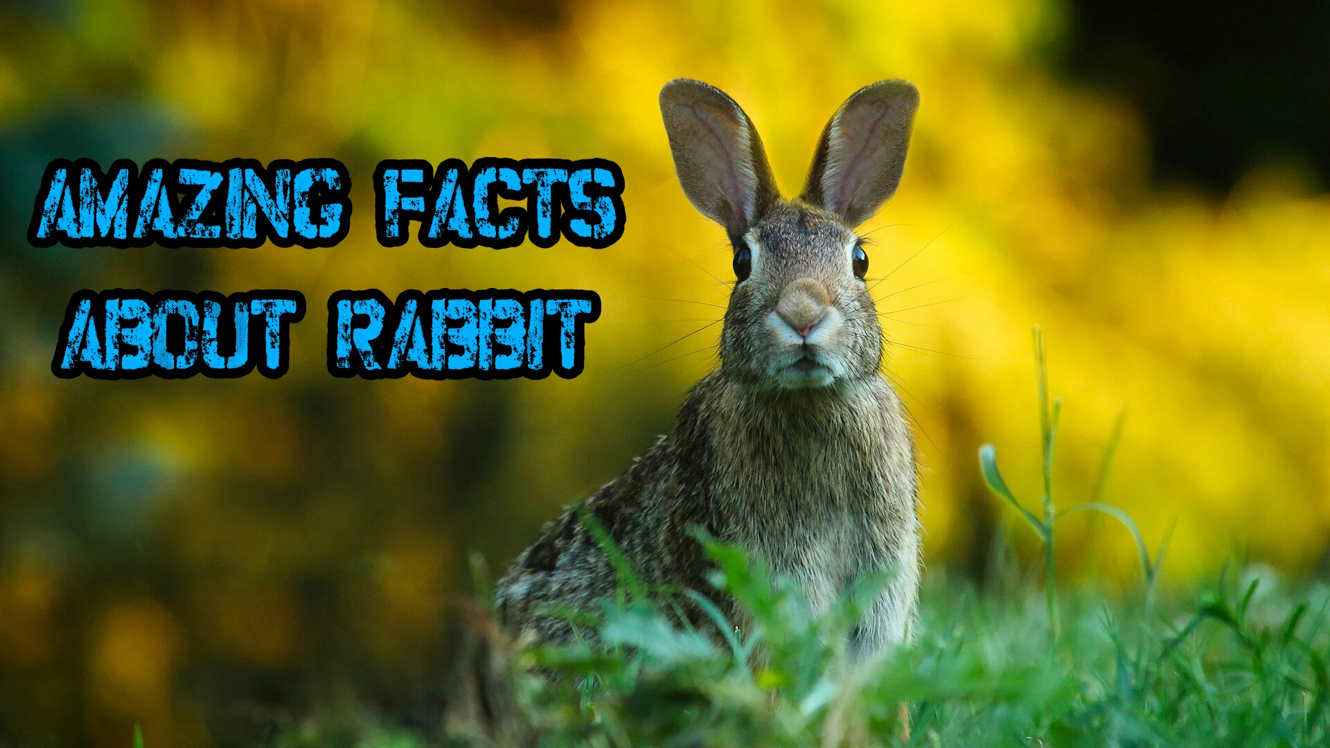 Amazing Facts About Rabbit In Hindi amazing-facts-about-rabbit-in-hindi