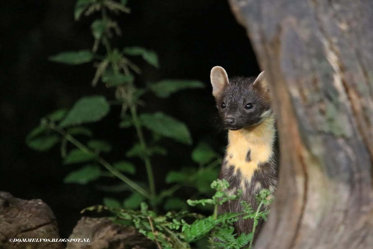 DOMMELVOS NATUURFOTOGRAFIE: Marters