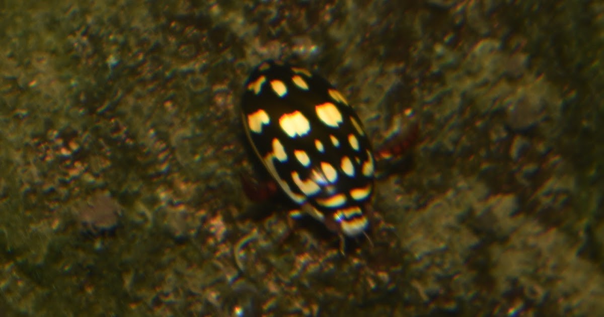 ZOOTOGRAFIANDO (6.100 ANIMALS): ESCARABAJO BUCEADOR MANCHADO / SUNBURST ...