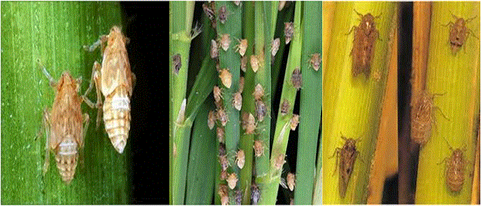 PENGEDAR BAJA ORGANIK NANOSEL TAWAN DANG (RED SUN): Pokok Padi - Bena ...