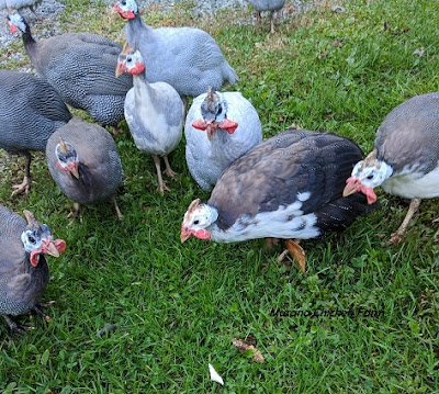 7 things you didn't know about raising guinea fowl - Murano Chicken Farm