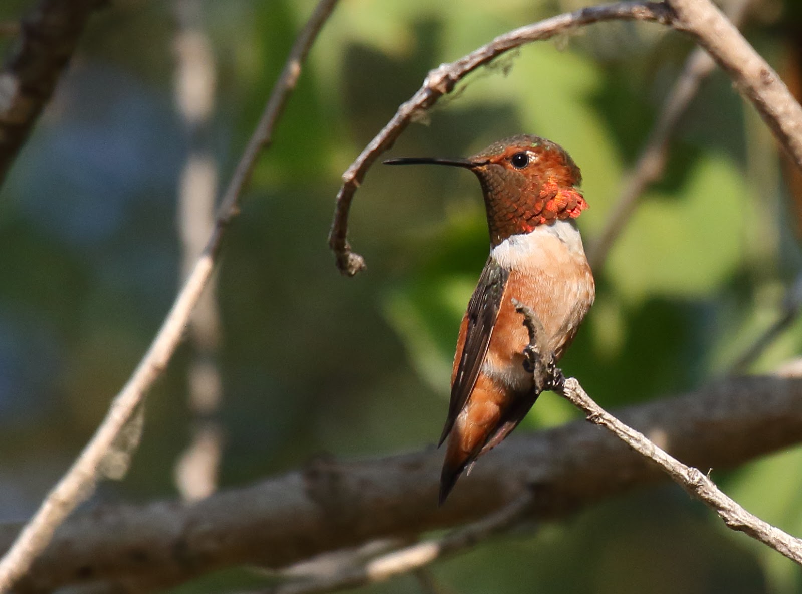 Allen's Hummingbird at Kit Carson Park - Greg in San Diego