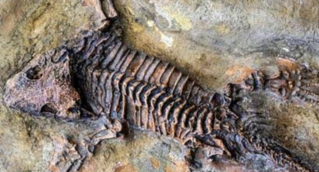 Fosil : Pengertian, Jenis, Kegunaan dan Proses Terbentuknya Fosil