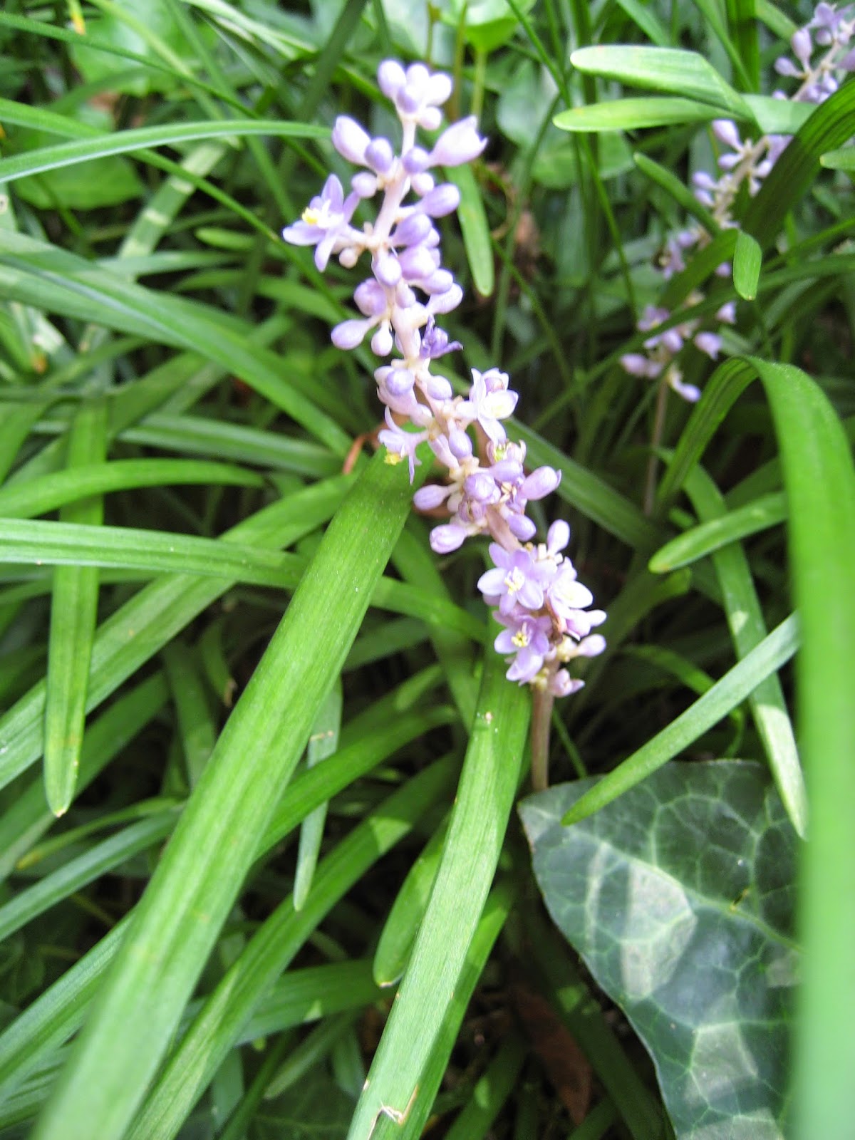 Discovering His Creation: Monkey grass- Lilyturf ( Liriope muscari )