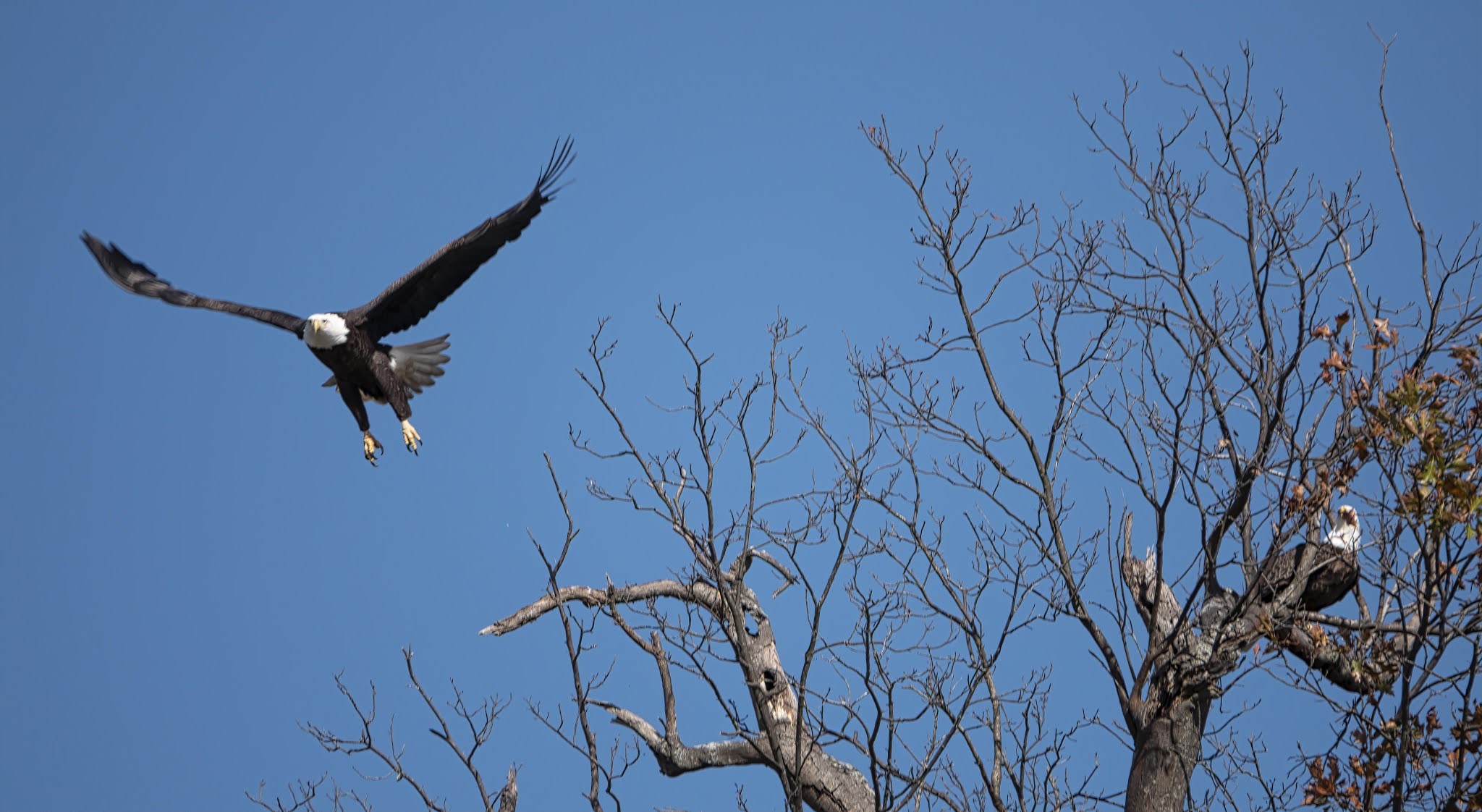 Room Without Walls: Claws