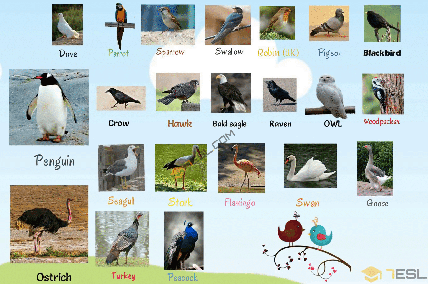 5 Letter Bird Names Thankyou Letter 5-letter-bird-names-thankyou-letter