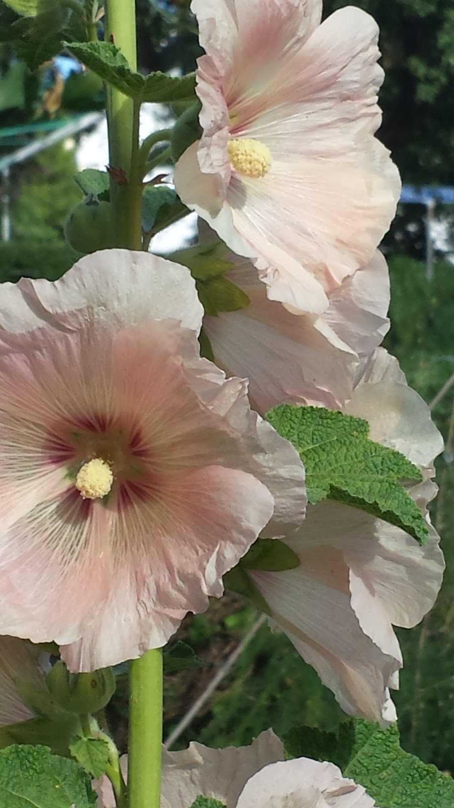 blomster, dyrene, livet og alt det der :): Stokroser