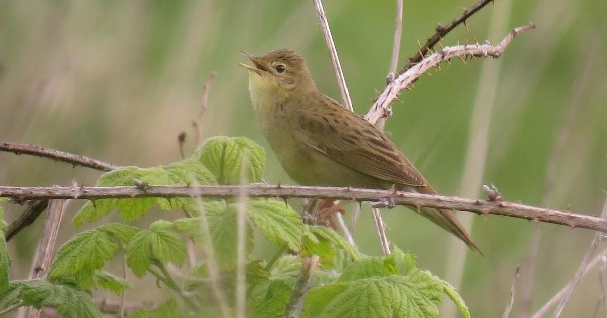 The Hairy Birder: Back In The Willow Scrub?