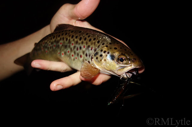 Connecticut Fly Angler: Simple But Deadly: George Harvey's Pusher