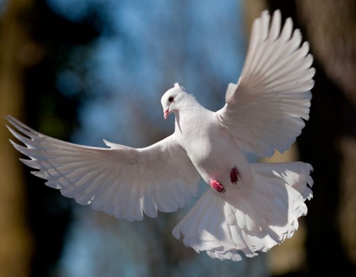 Funny Animals: Funny Dove
