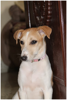 Precious Paws Foundation:Adopt the Puppies | Anki On The Move