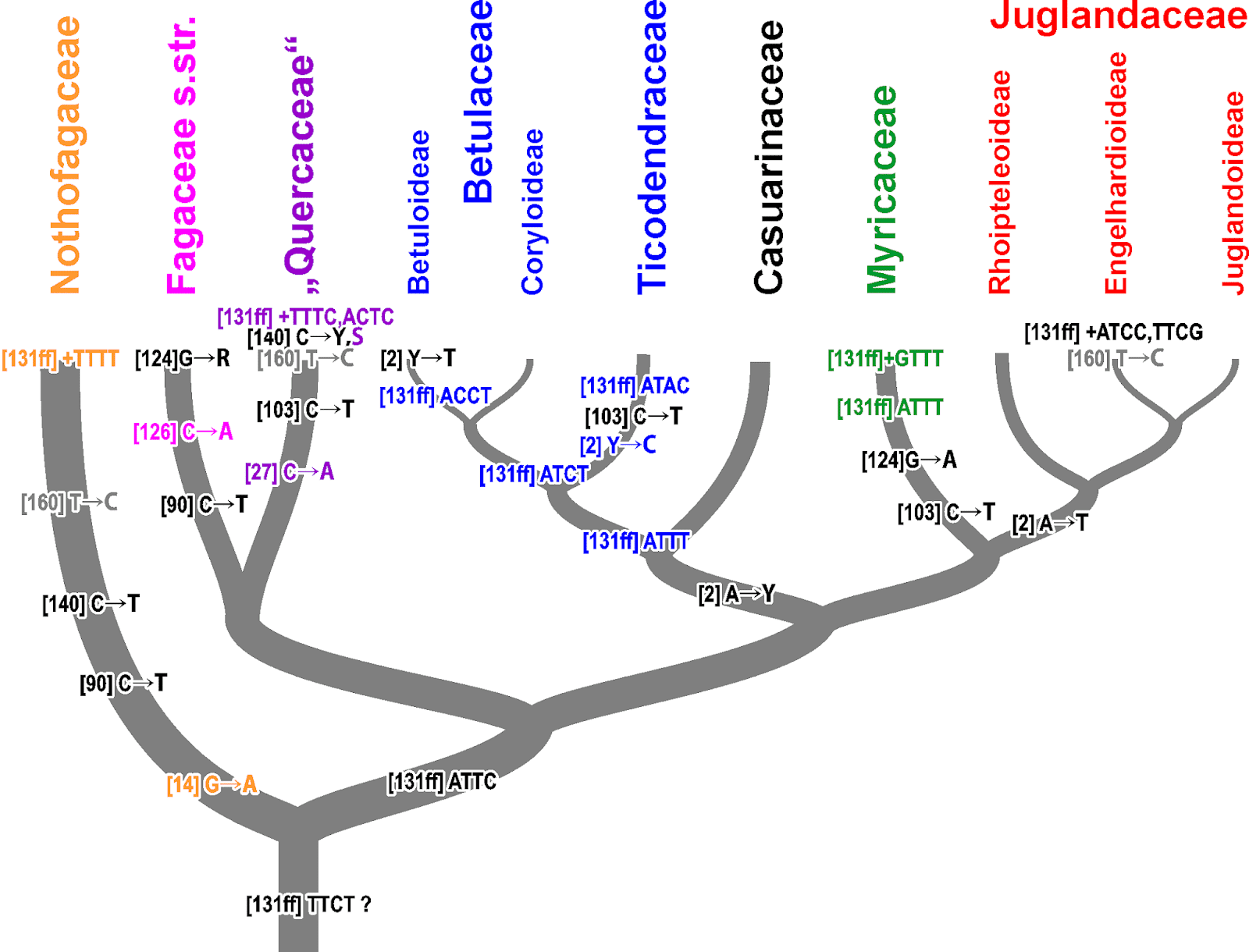 The Genealogical World of Phylogenetic Networks: Can we depict the ...