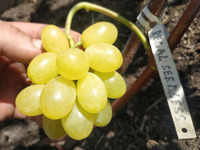 Anggur jenis Regal seedless | Pohon Anggur Genjah