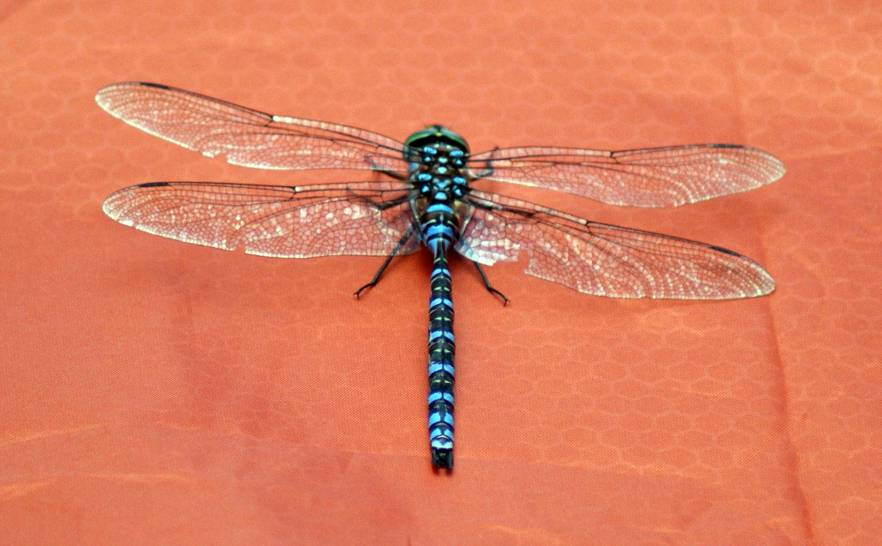 Veils of Kali's Myst: The elusive large blue green dragonfly