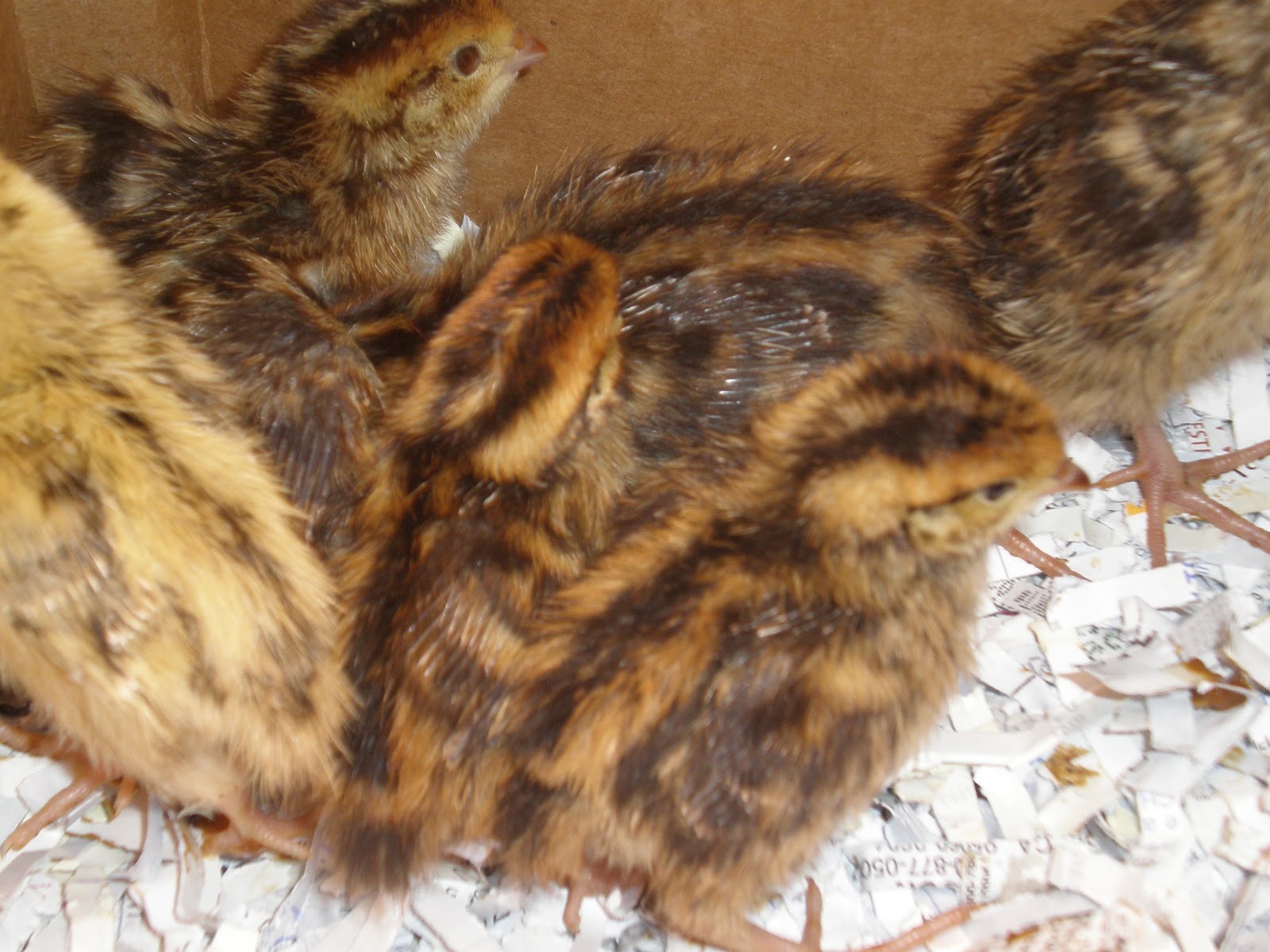 Galerie imagini cu prepelite, oua de prepelite, custi prepelite ...