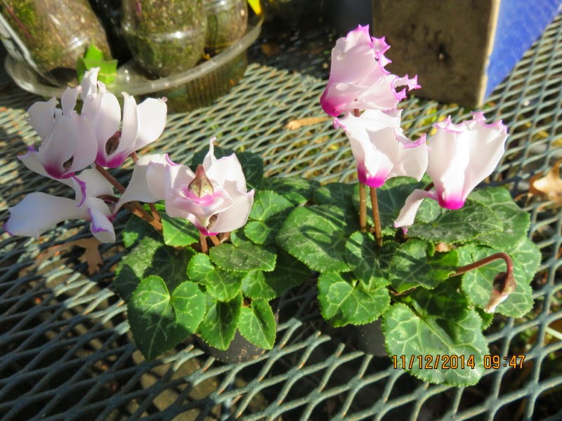 My Virtual Maryland Garden: Mini Cyclamen