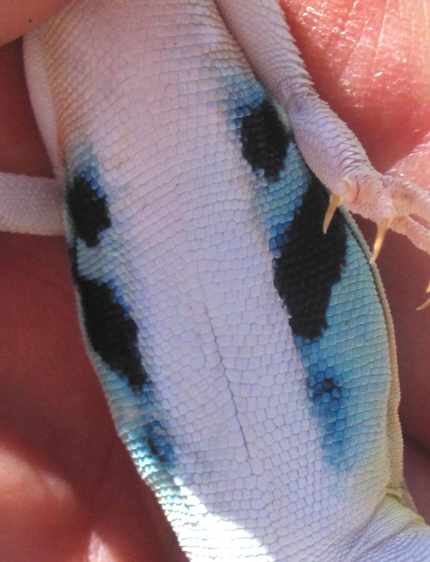 Cannundrums: Zebra-Tailed Lizard