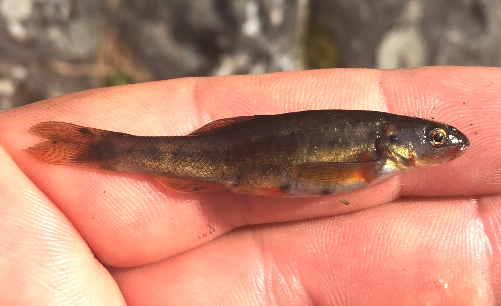 Bryanlikestofish: Tinca tinca