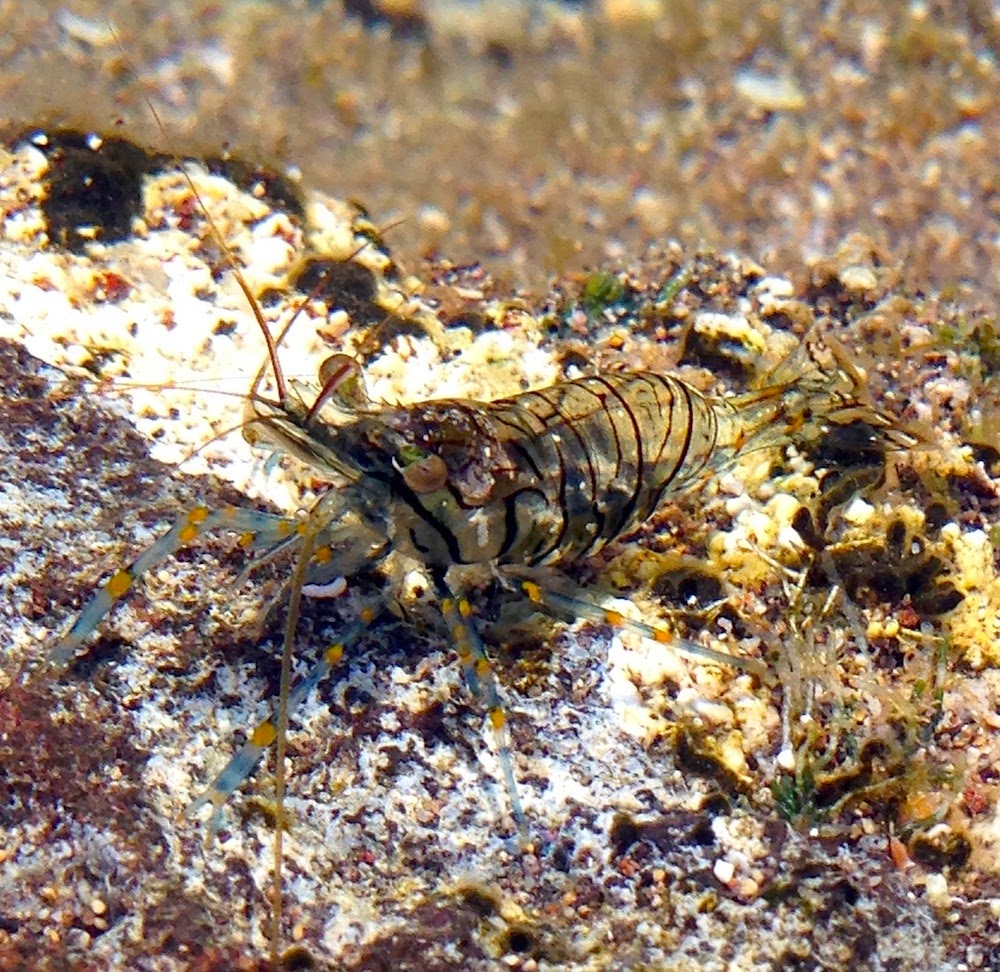 Rafael Microfauna Marina: Palaemon (Crustáceos: Decápodos)