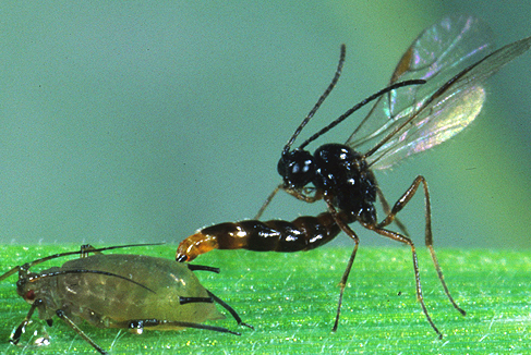 Conoce los insectos benéficos en la agricultura: ¿Insecto Protector o ...