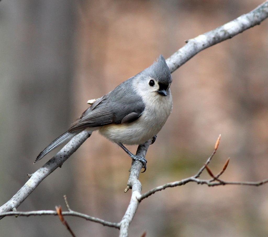 Listening in Nature: A New Titmouse in the Neighborhood, part 1