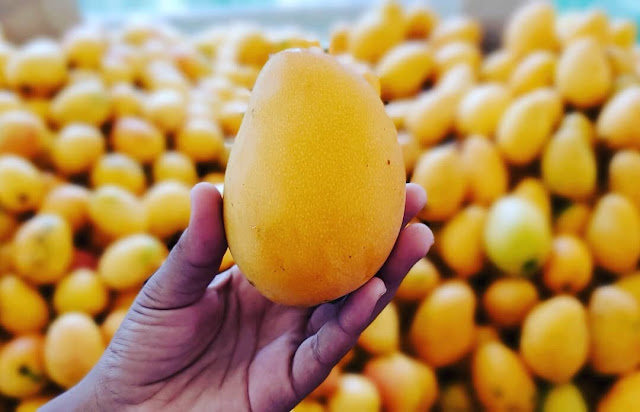 Baní: Feria del Mango celebrará el lunes, pero de forma virtual - Ocoa ...