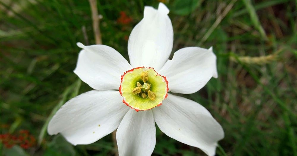 NATURA VIVA: GRANDALLA