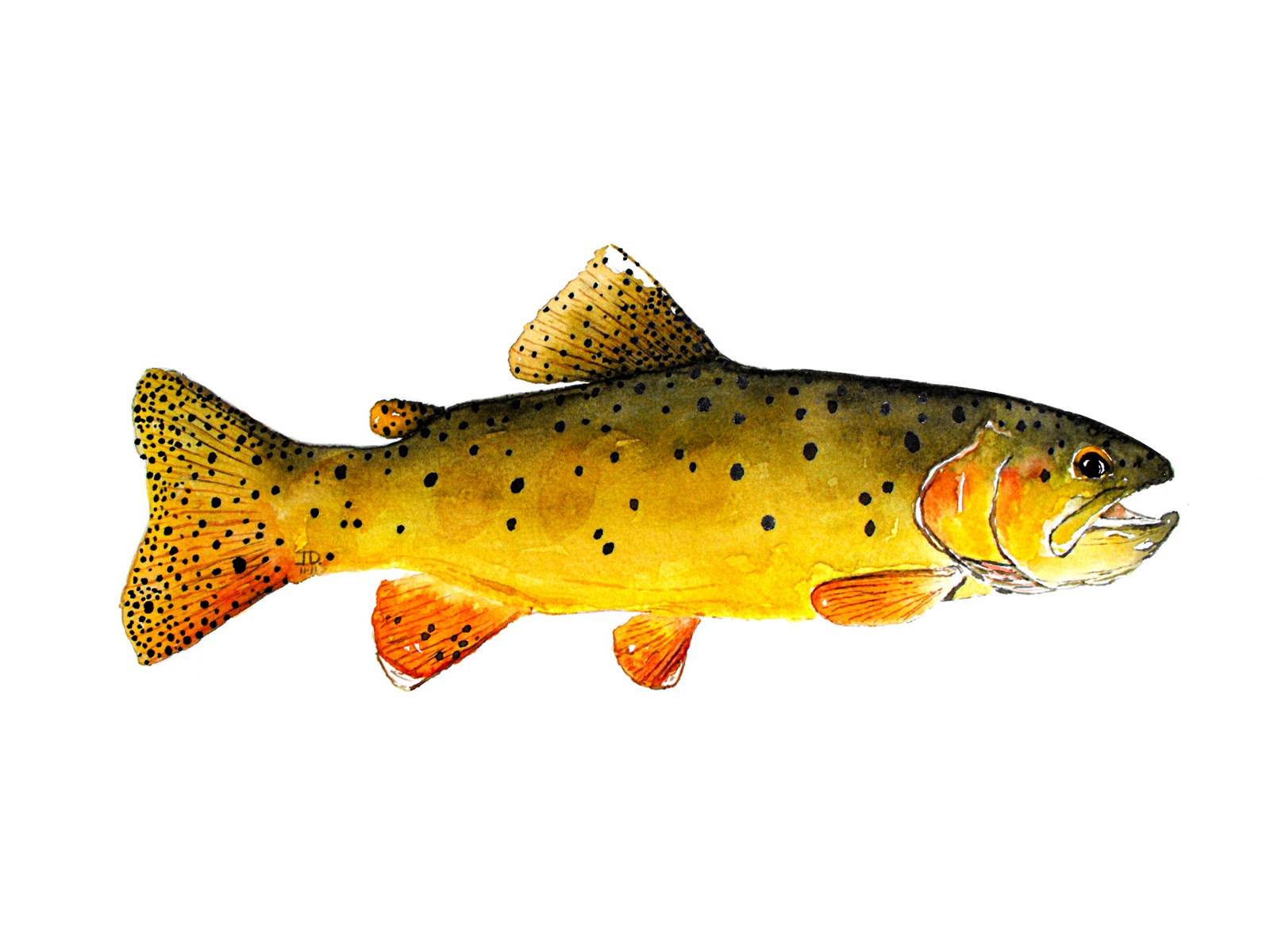 A Year On The Fly: The Apache Trout
