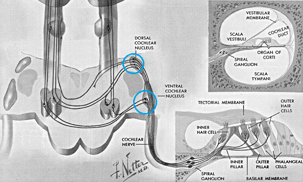 Vía Auditiva: Vía Aferente ~ Audiología didáctica para estudiantes