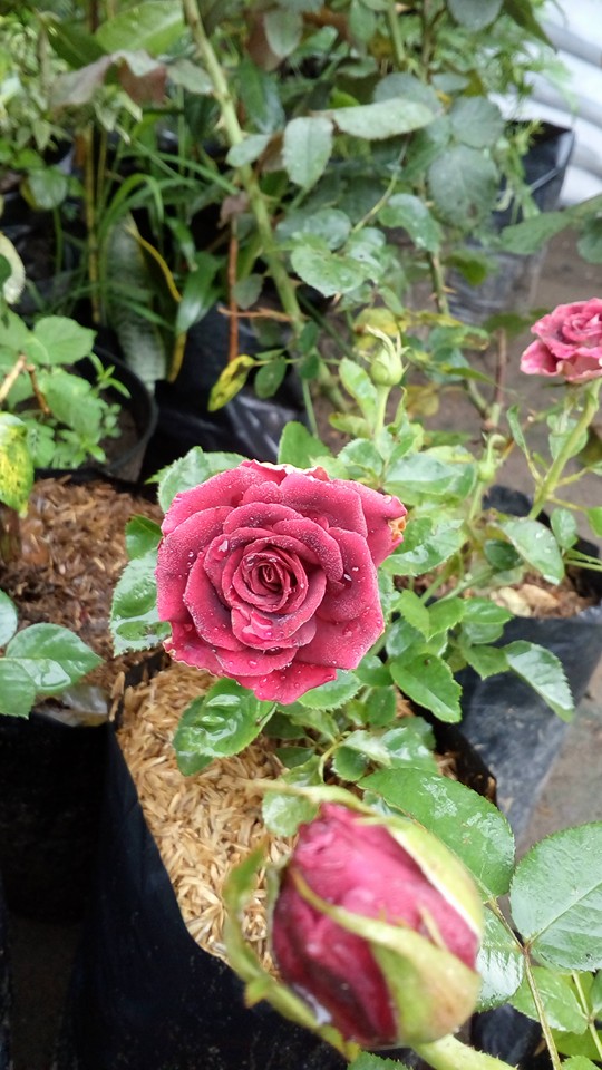 Koleksi Bibit Buah: Jual Bibit Bunga Mawar Aneka Warna