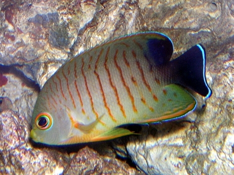 Fish Index: Red Stripe Angelfish (Centropyge eibli)