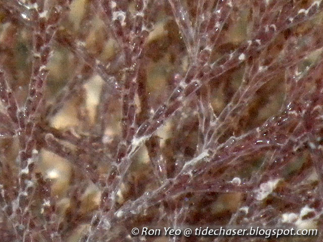 tHE tiDE cHAsER: Moss Animals (Phylum Bryozoa) of Singapore