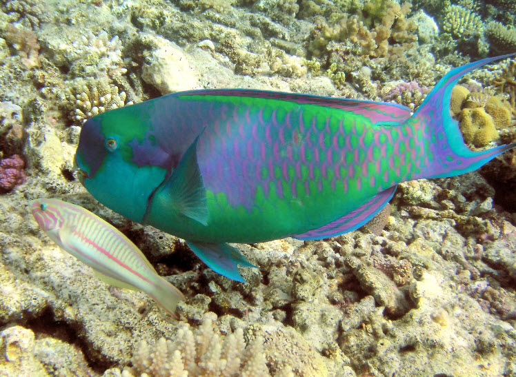 Parrotfish | The Biggest Animals Kingdom