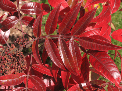 Temperate Climate Permaculture: Permaculture Plants: Sumac