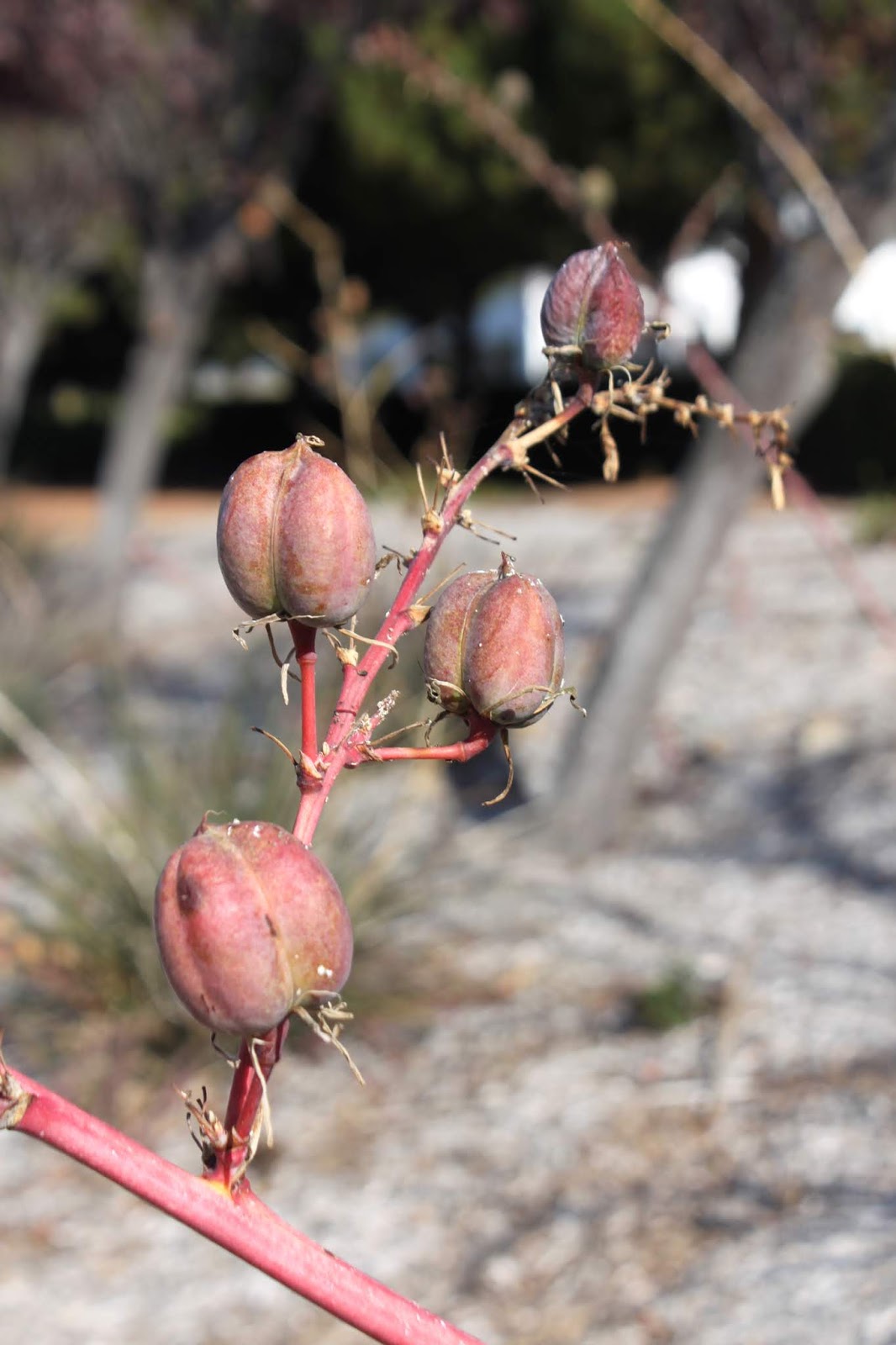 How I Grow Aloe from seed