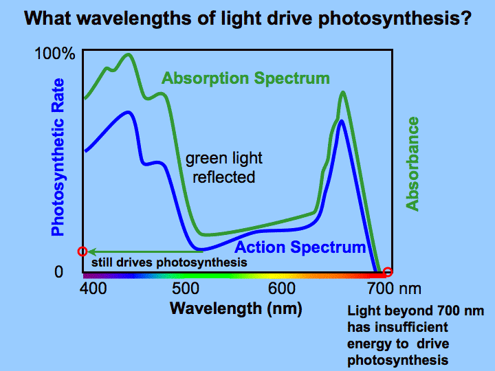 Xanthophyll Absorption Spectrum