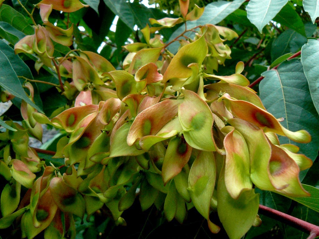 Wildflowers of Andalucia: Ailanthus altissima