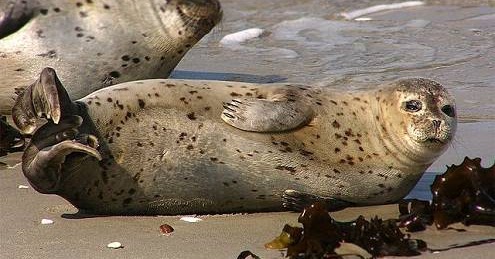 Mel e as crianças: Qual é a diferença entre foca, morsa e leão-marinho?