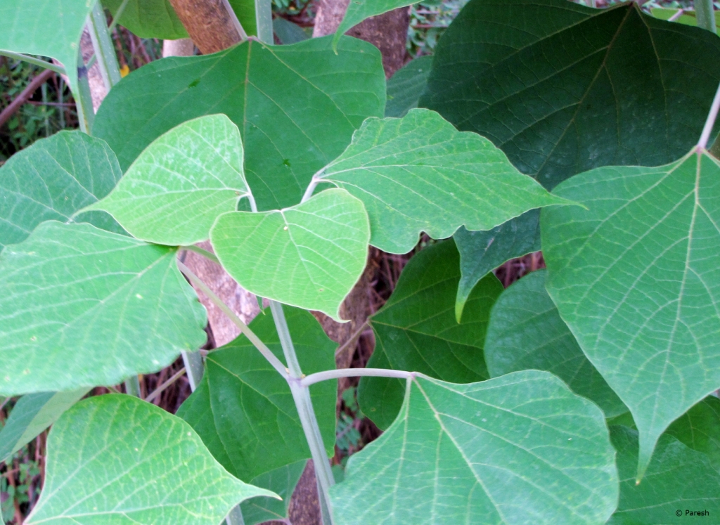 Gifting Trees...: The Tiger Claw