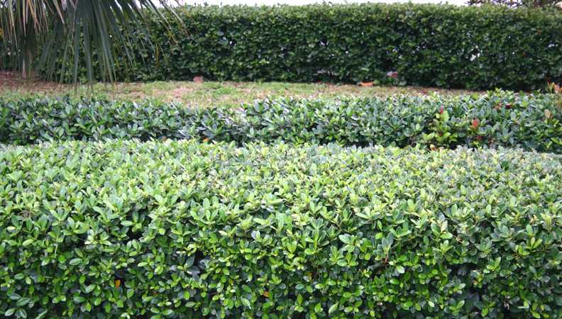 Gardening South Florida Style: South Florida Hedge Plants v.I