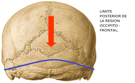 Tutorial Anatomía Cabeza y Cuello: Region Occipitofrontal
