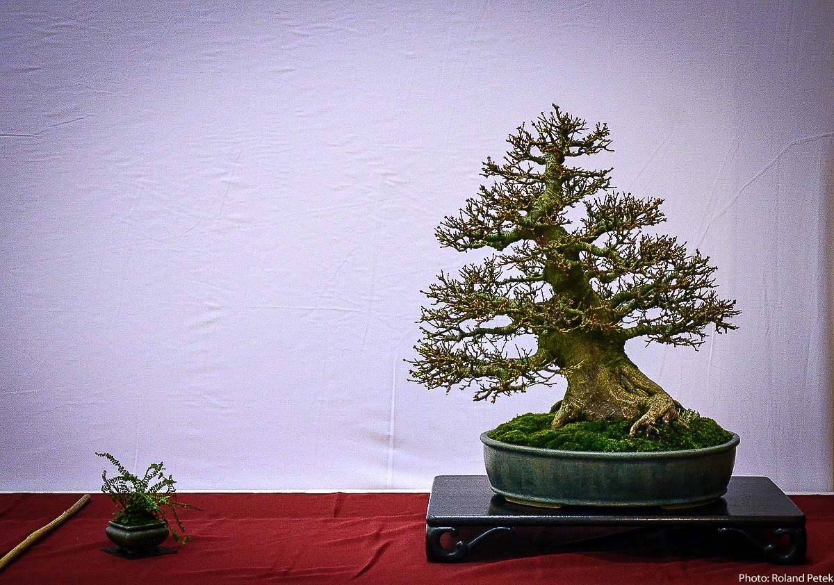Bonsai - Living Art: Eda Uchi Kai Bonsai Ten 2013