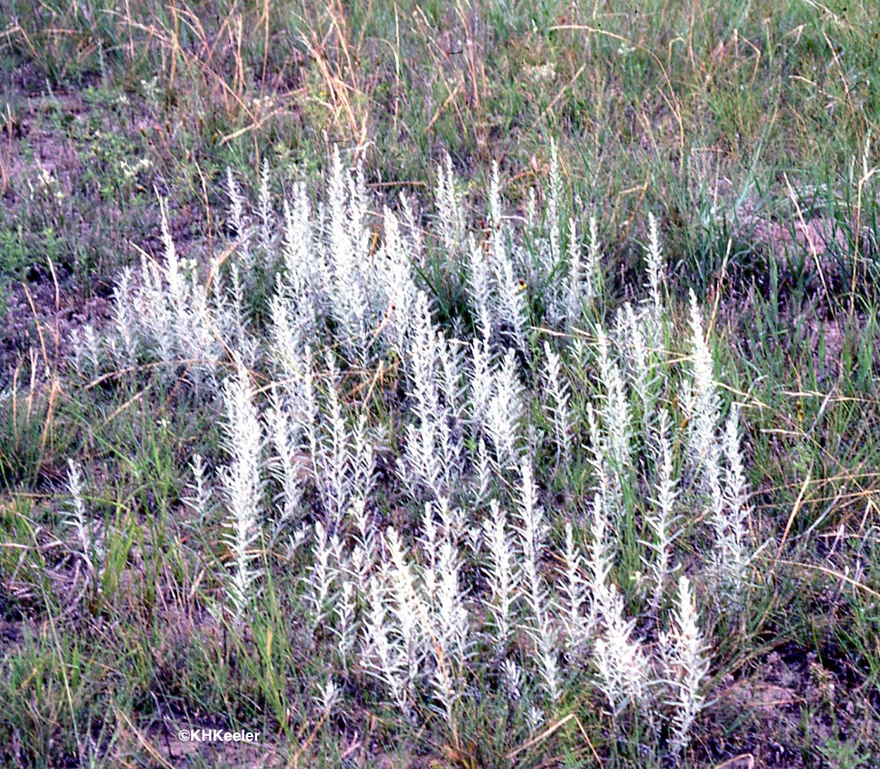 A Wandering Botanist: Plant Story -- Artemisia ludoviciana, silver ...
