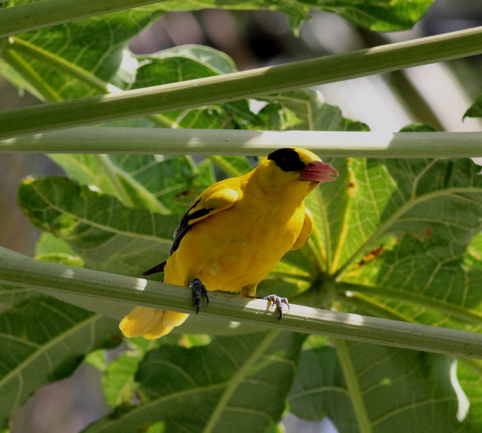 Ron-Nature-Adventures: Common Household and Garden Birds